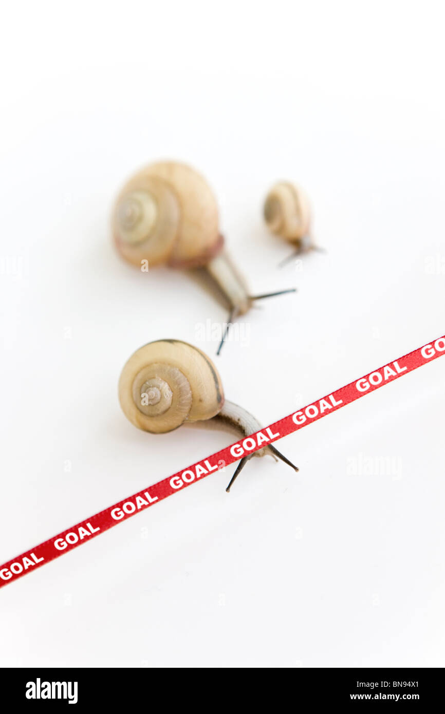 Three snails reaching finish line in race white background Stock Photo ...