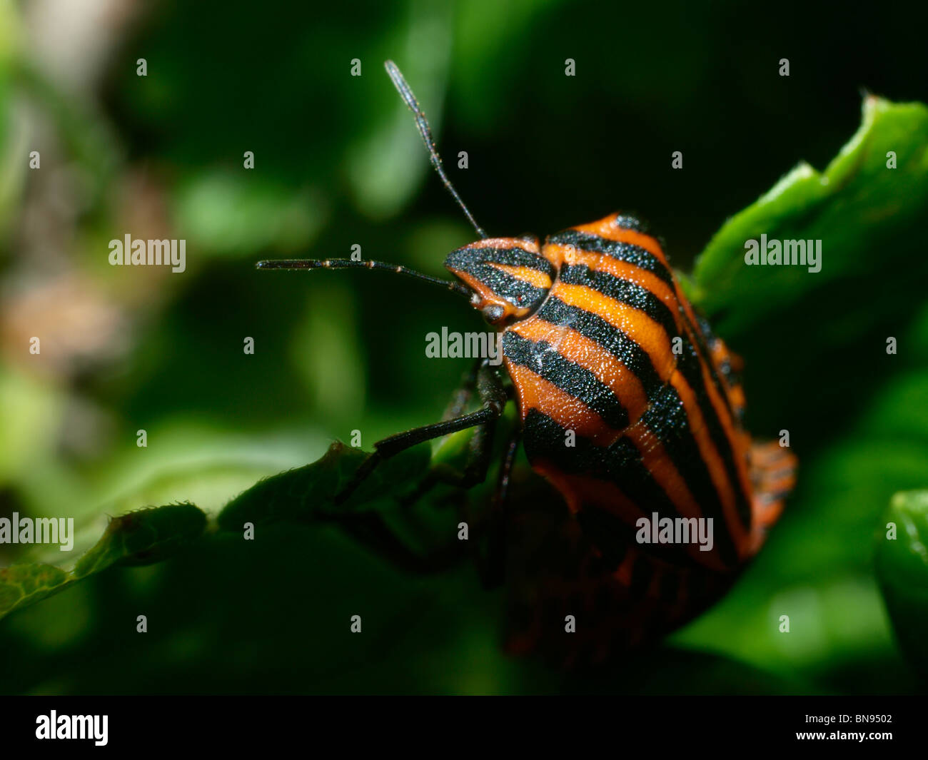 Italian stink bug hi-res stock photography and images - Alamy