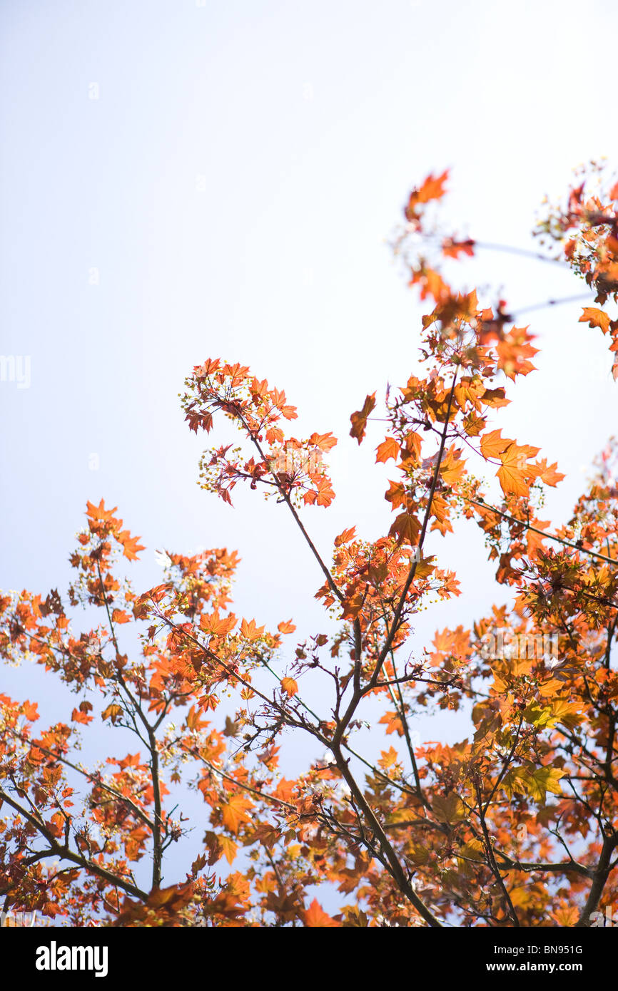 Branches of a maple tree Stock Photo - Alamy