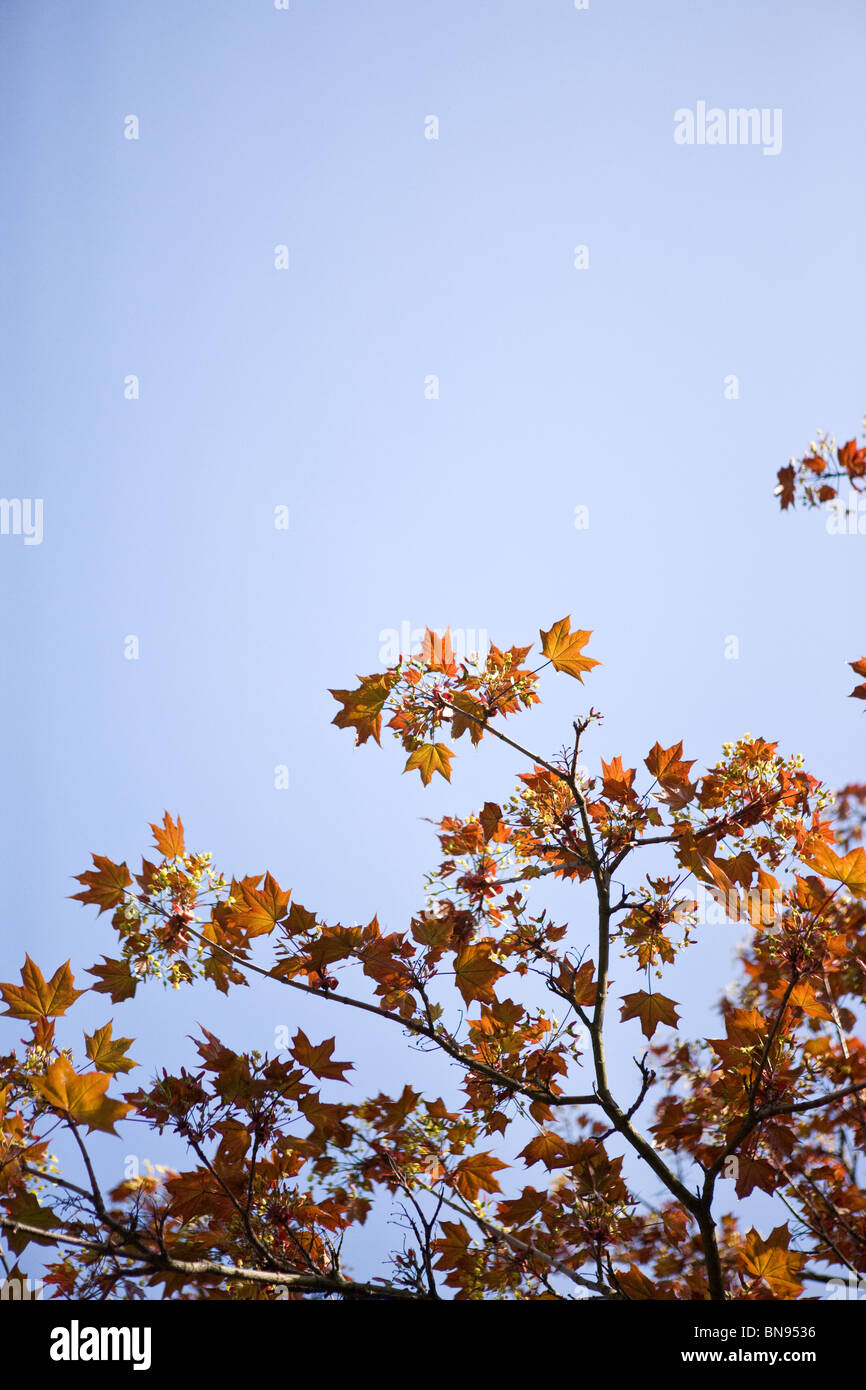 Branches of a maple tree Stock Photo - Alamy