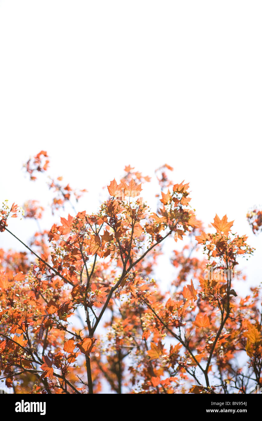 Branches of a maple tree Stock Photo - Alamy