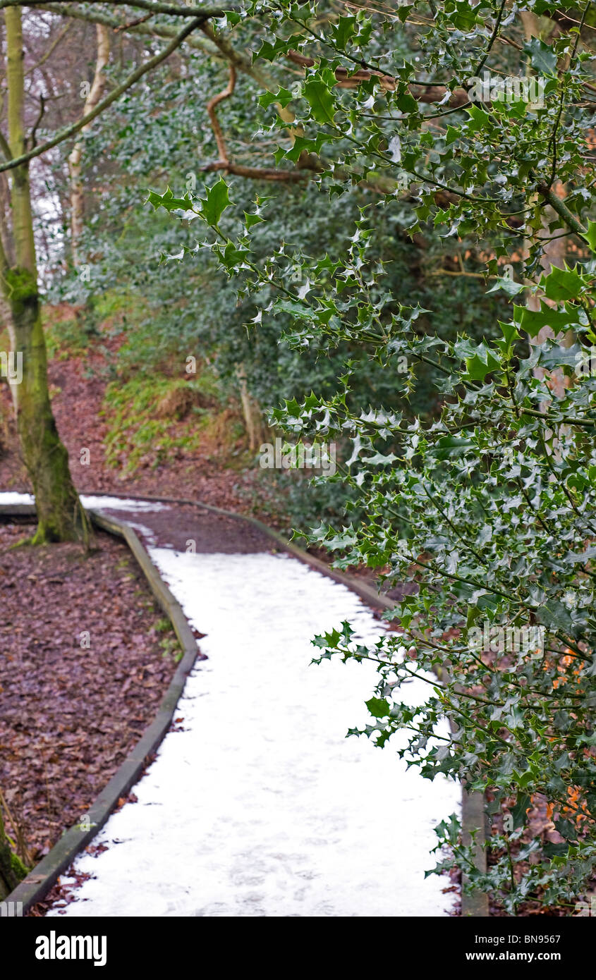 Snow covered walkway through a woodland area Stock Photo - Alamy