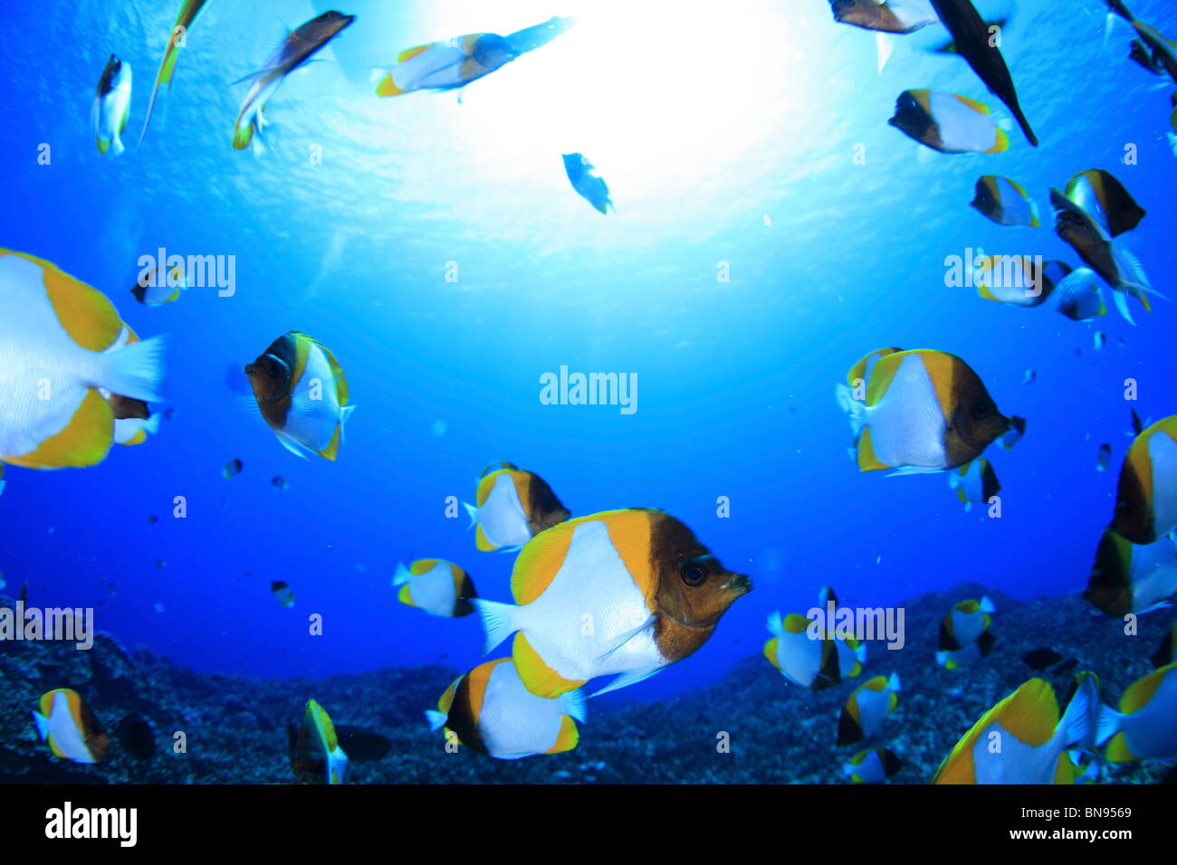 Shoal of pyramid butterflyfish, Saipan, Northern Mariana Islands Stock ...