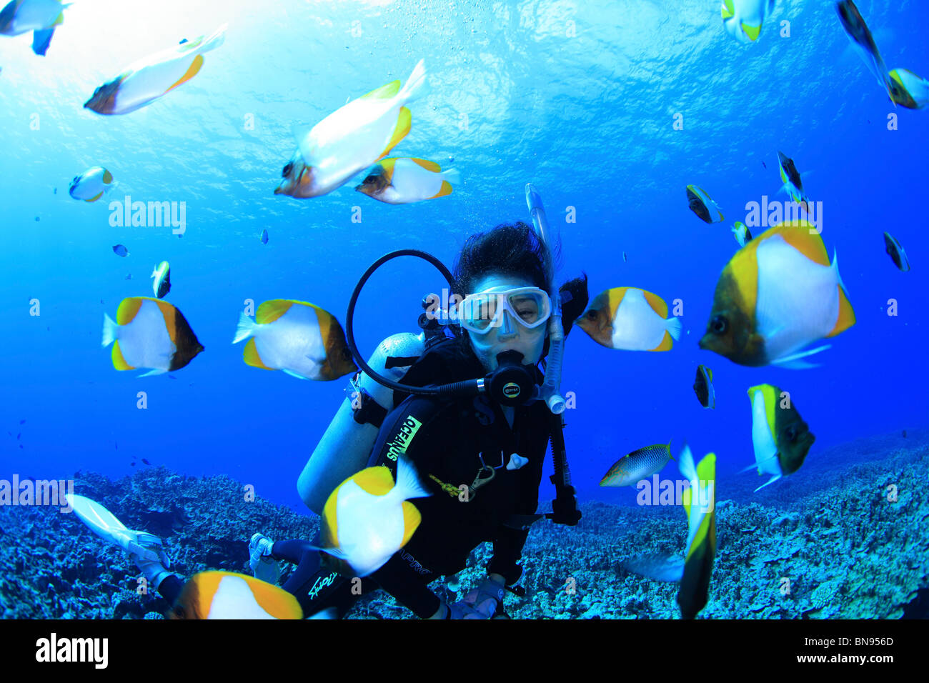 Diver swimming with pyramid butterflyfish, Saipan, Northern Mariana ...