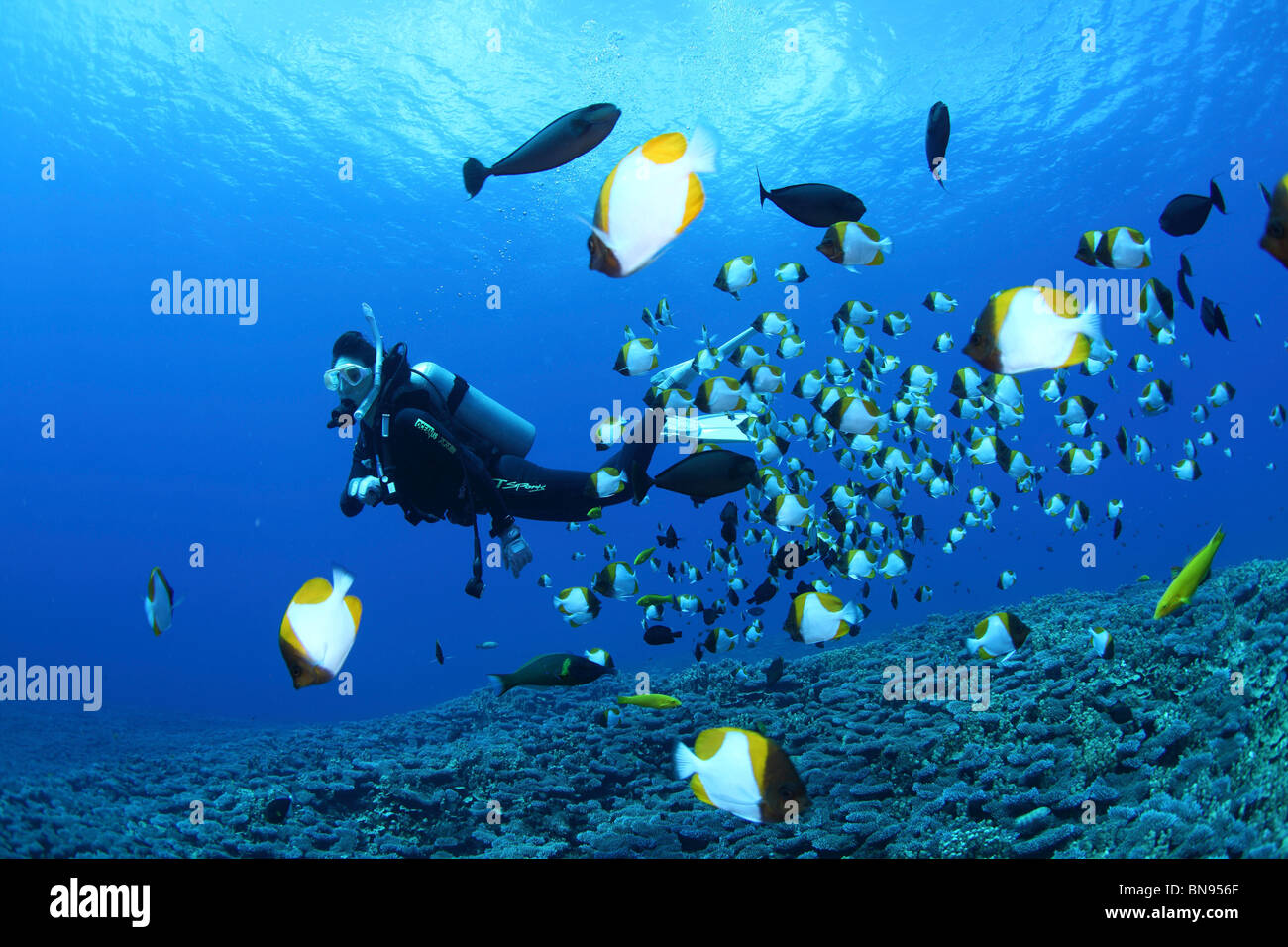 Diver swimming with pyramid butterflyfish, Saipan, Northern Mariana ...
