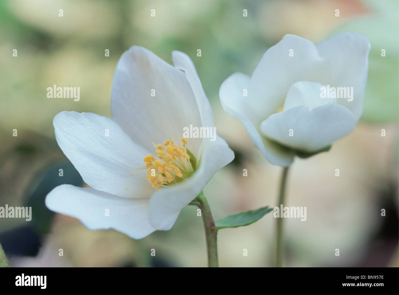 White hellebore hi-res stock photography and images - Alamy