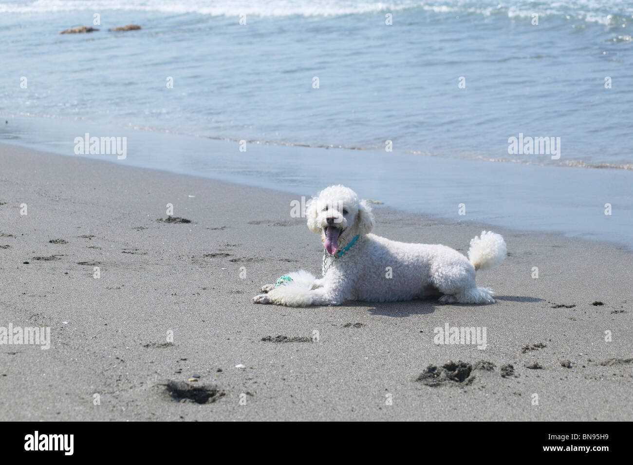 Poodle lying on the beach Stock Photo - Alamy