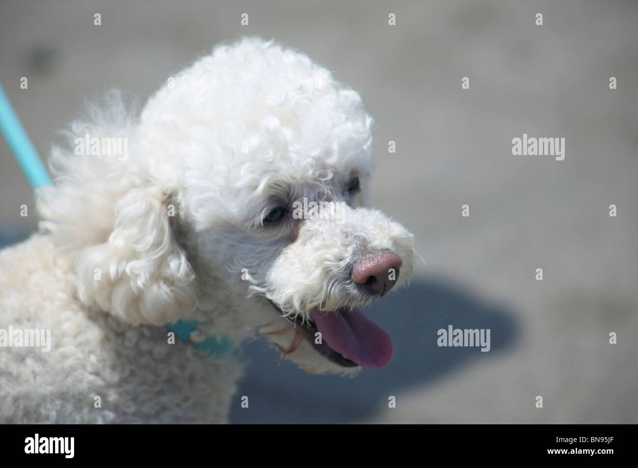 Poodle being walked on the beach Stock Photo - Alamy