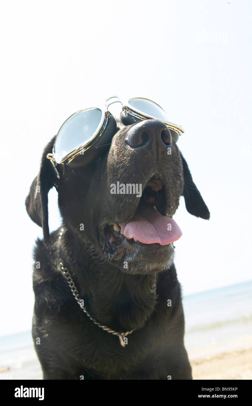 Black Labrador wearing flying goggles Stock Photo - Alamy