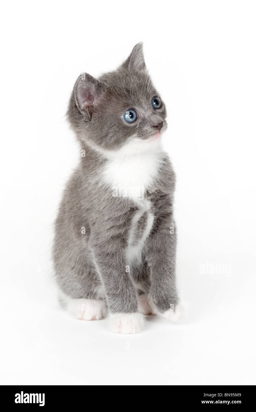 Gray white cat looks Cut Out Stock Images & Pictures - Alamy
