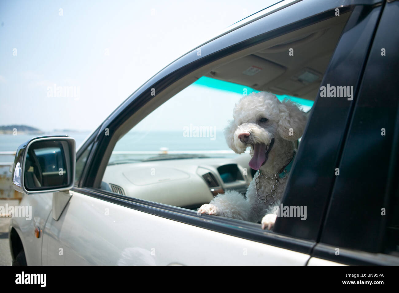 Poodle looking out of car window Stock Photo - Alamy