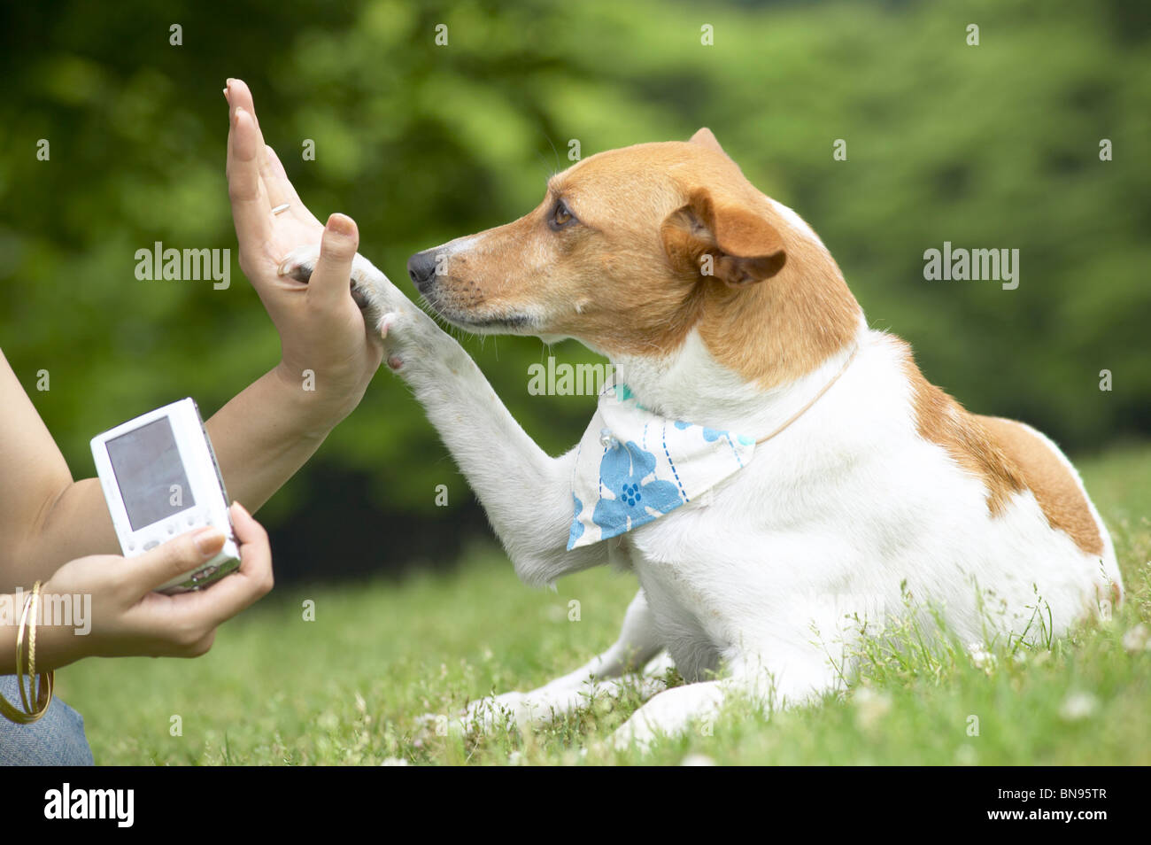 Animal high five hi-res stock photography and images - Alamy