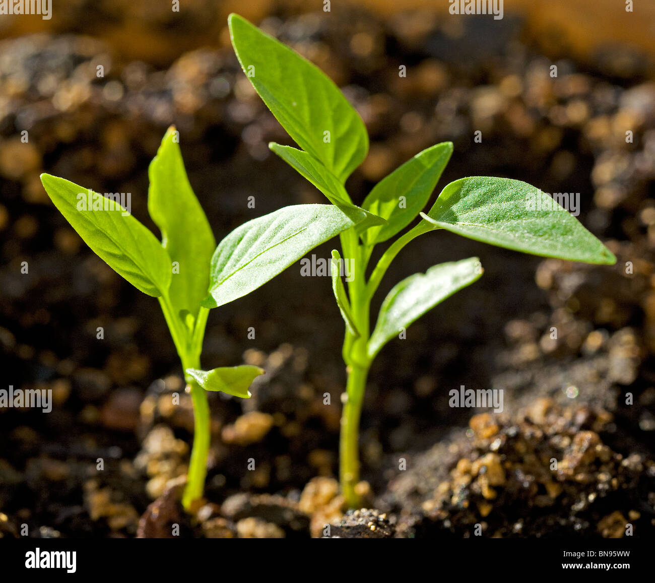 Two capsicum seedlings growing in a pot Stock Photo - Alamy