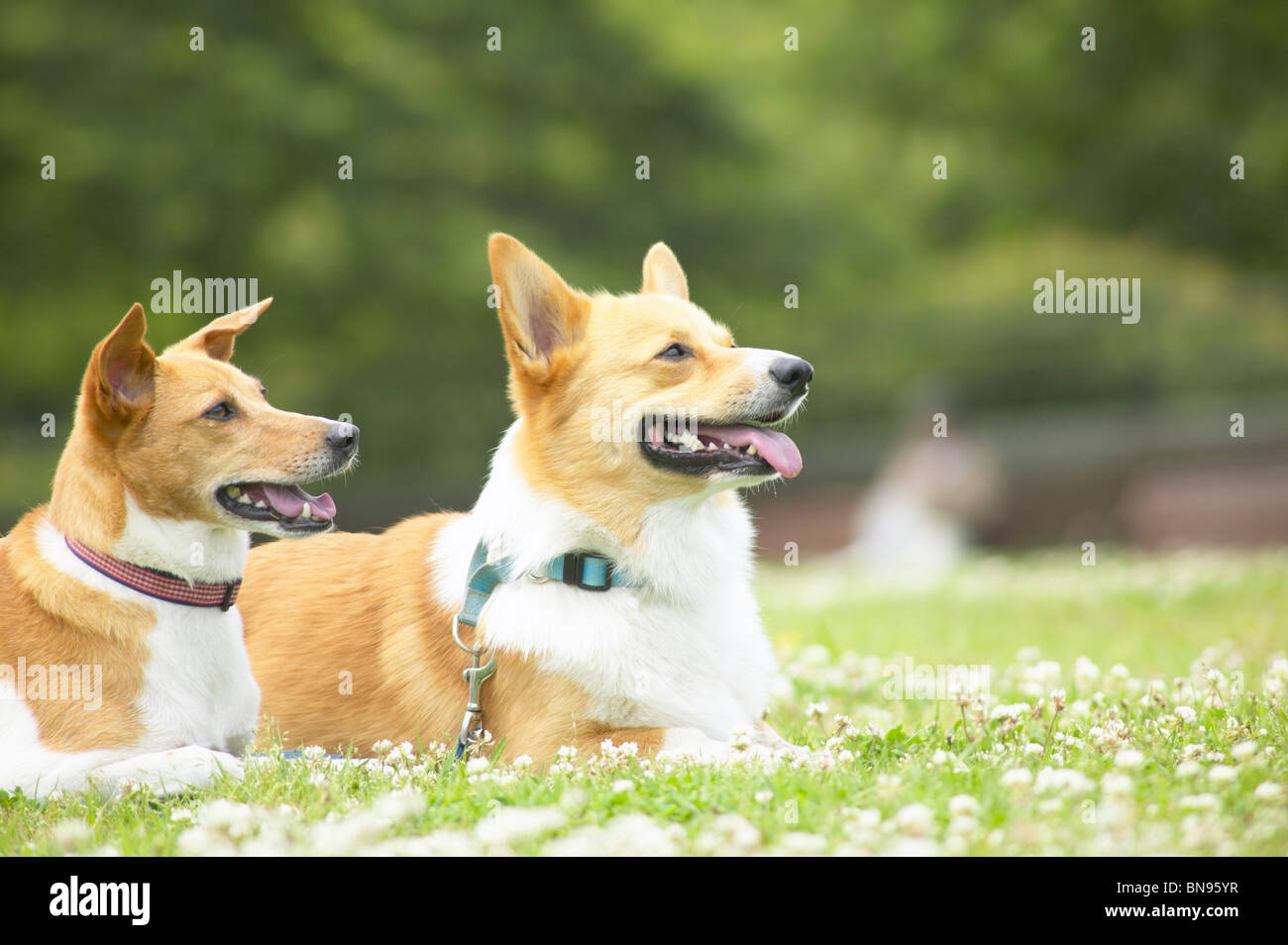 Two Dogs Lying High Resolution Stock Photography and Images - Alamy