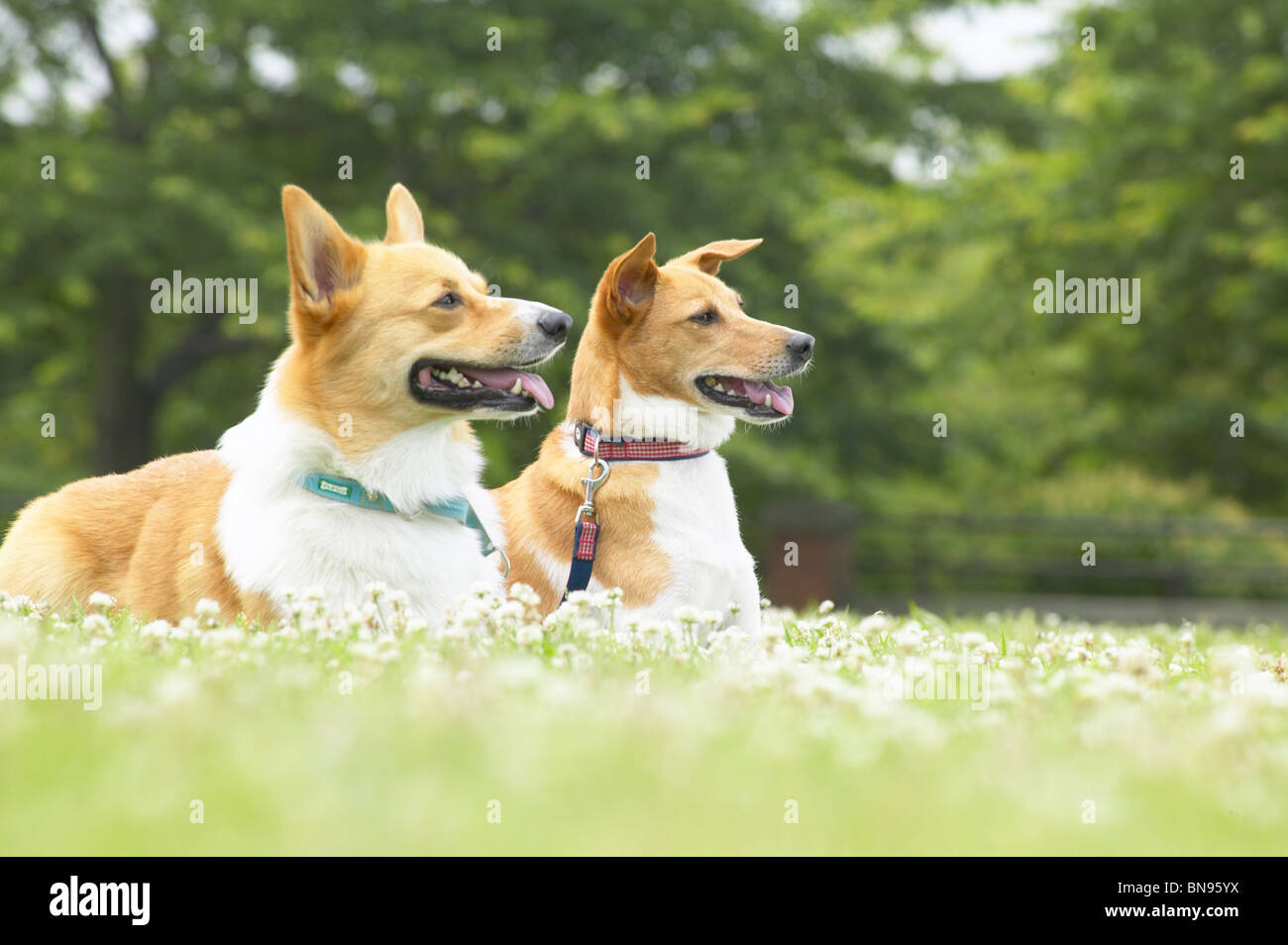 Two Dogs Lying High Resolution Stock Photography and Images - Alamy
