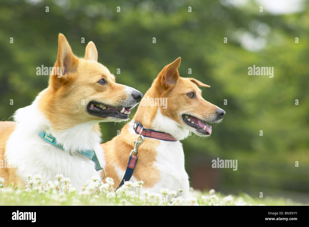 Two dogs lying side by side in a park Stock Photo - Alamy