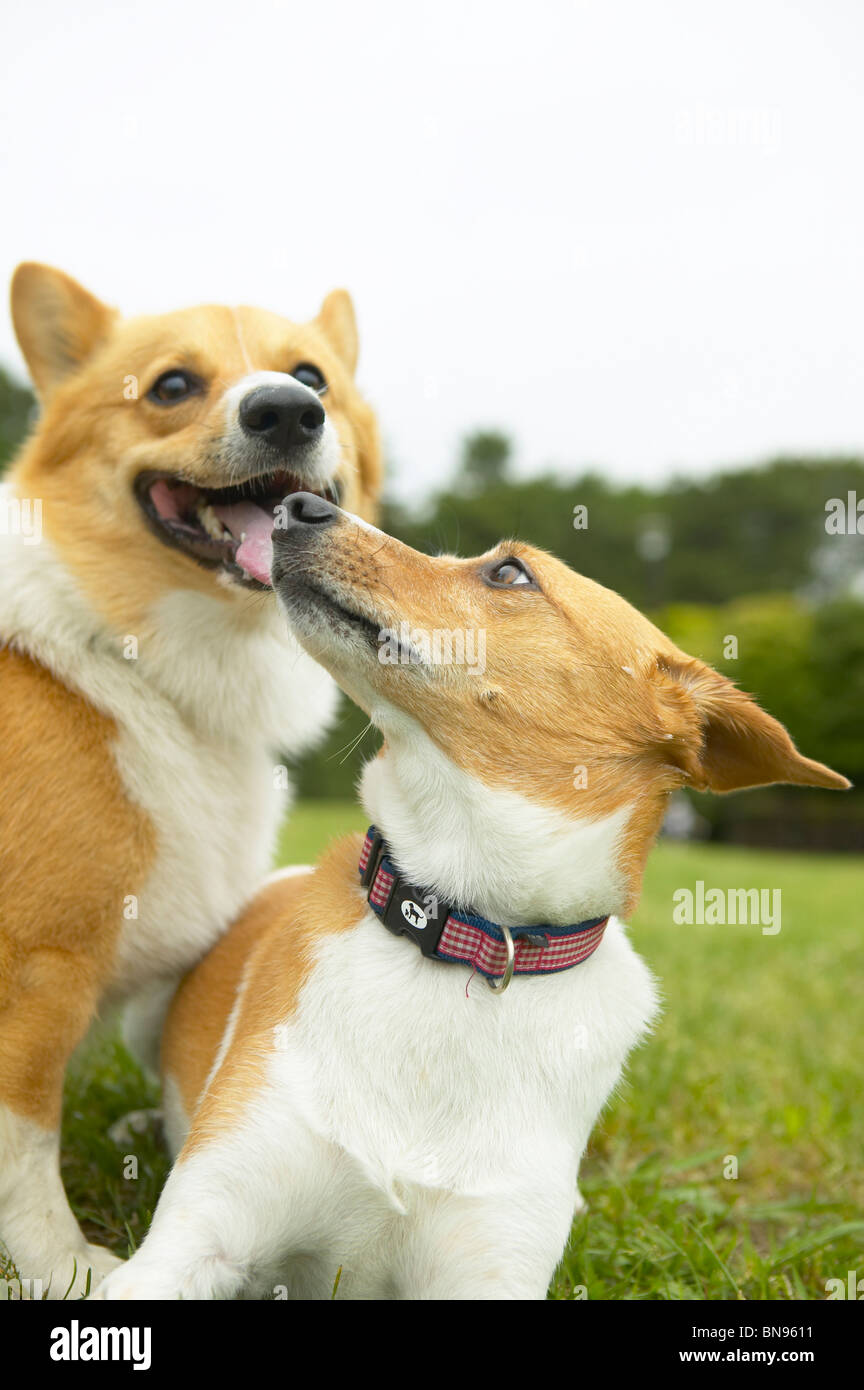 Two dogs playing together in a park Stock Photo - Alamy