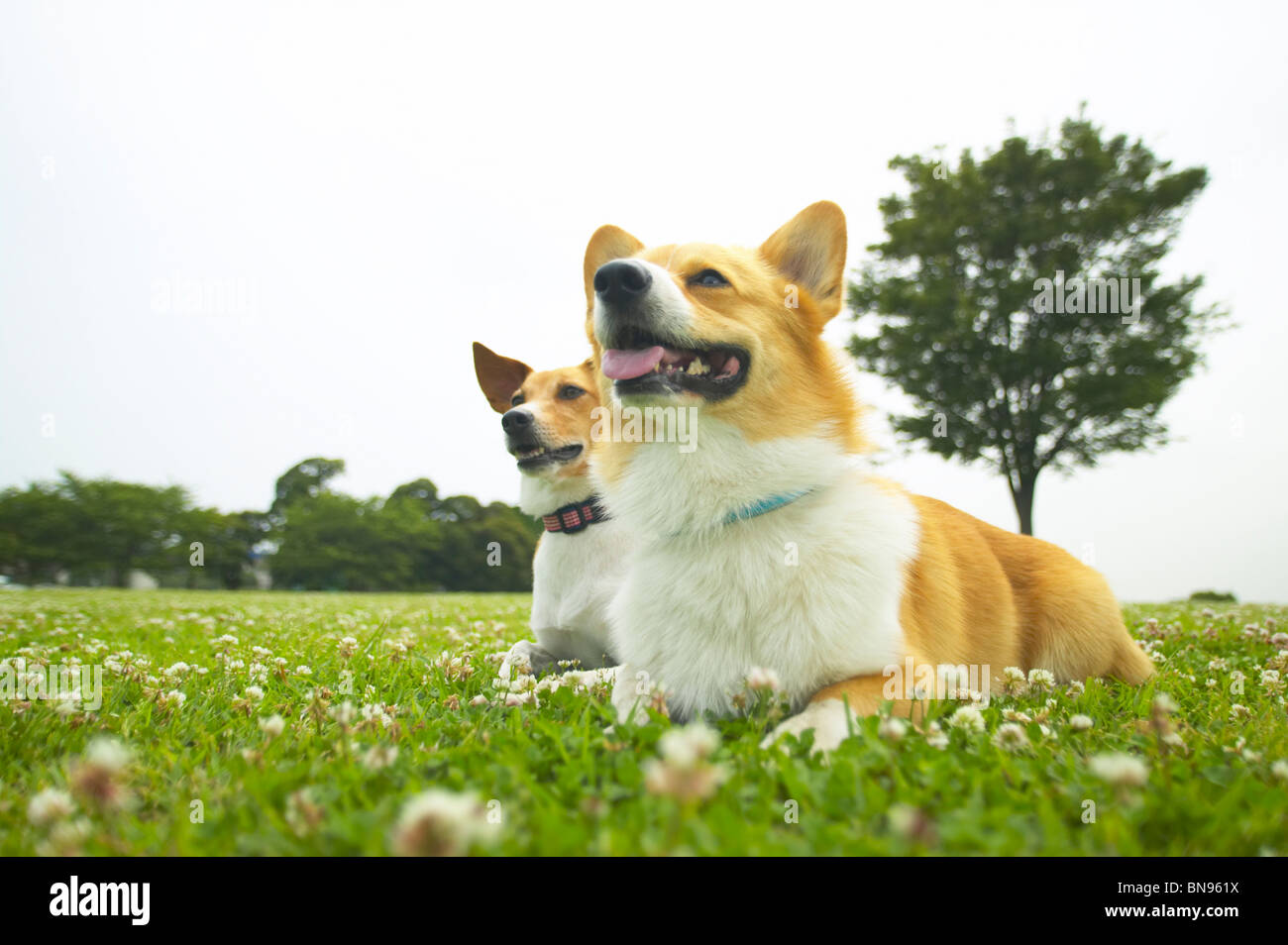 Two dogs lying side by side in a park Stock Photo - Alamy