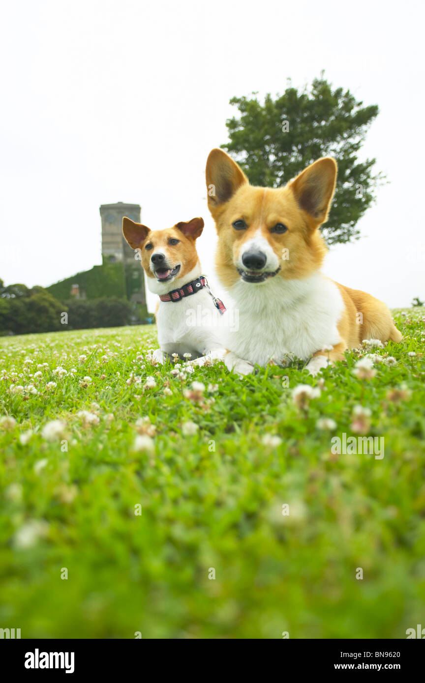 Two dogs lying side by side in a park Stock Photo - Alamy