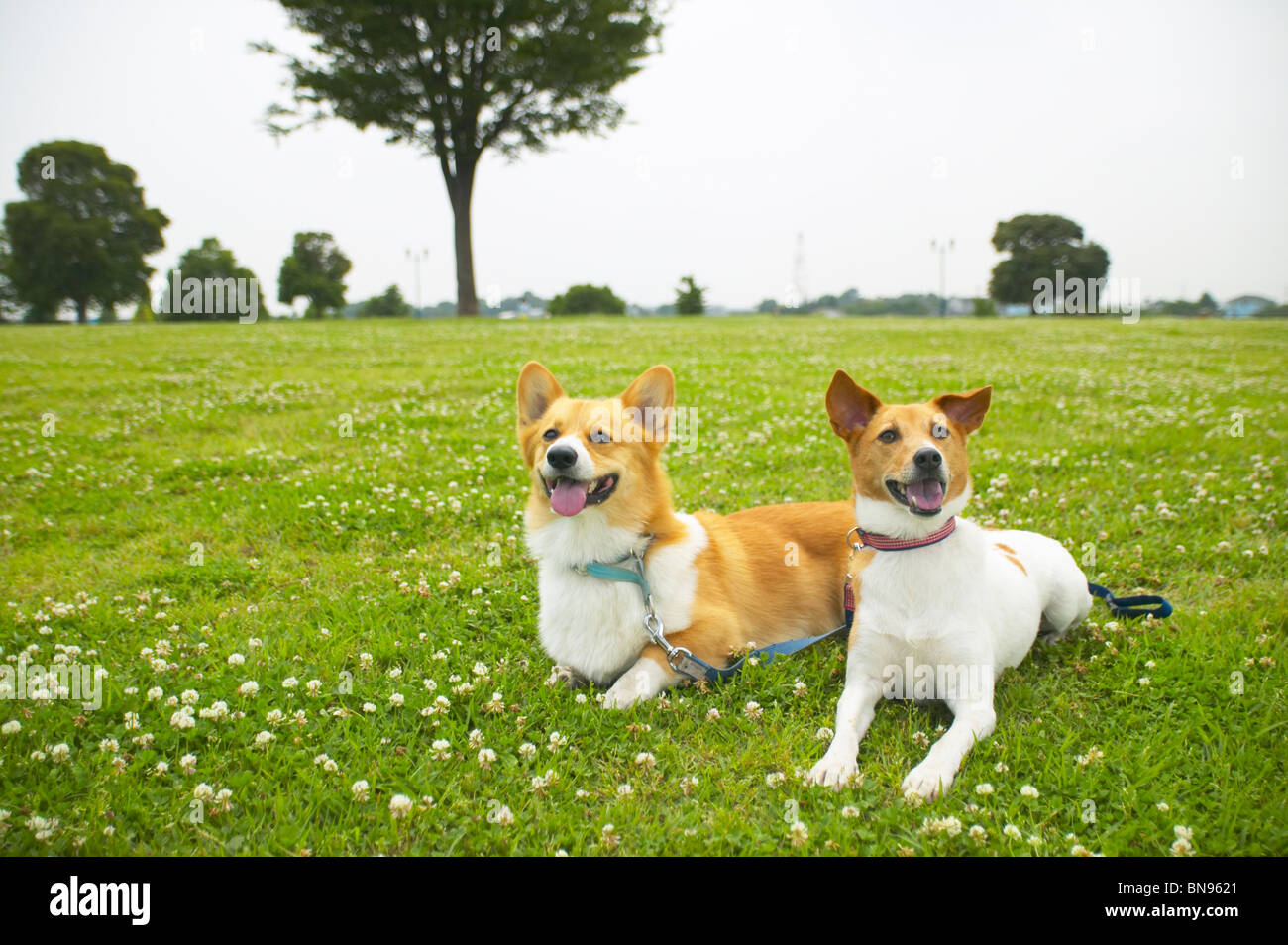Dogs side by side hi-res stock photography and images - Alamy