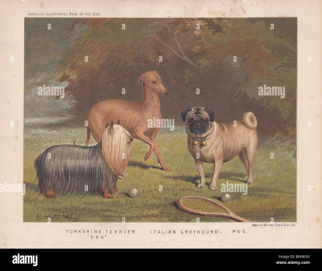 Yorkshire terrier, Italian greyhound and pug Stock Photo - Alamy