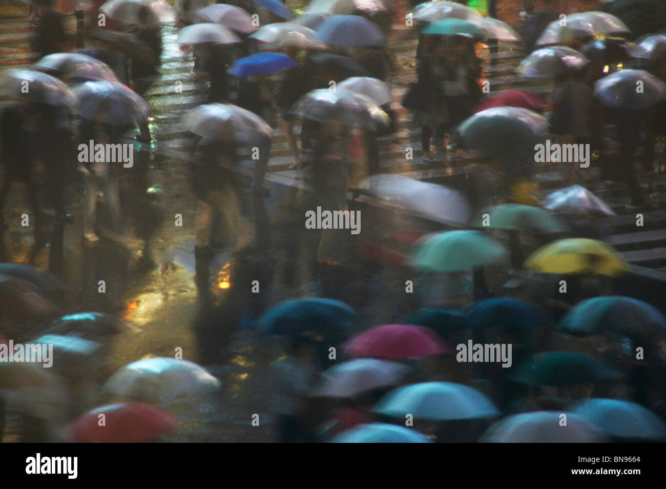 Crowd with umbrellas crossing the road on a rainy night Shibuya Ward ...