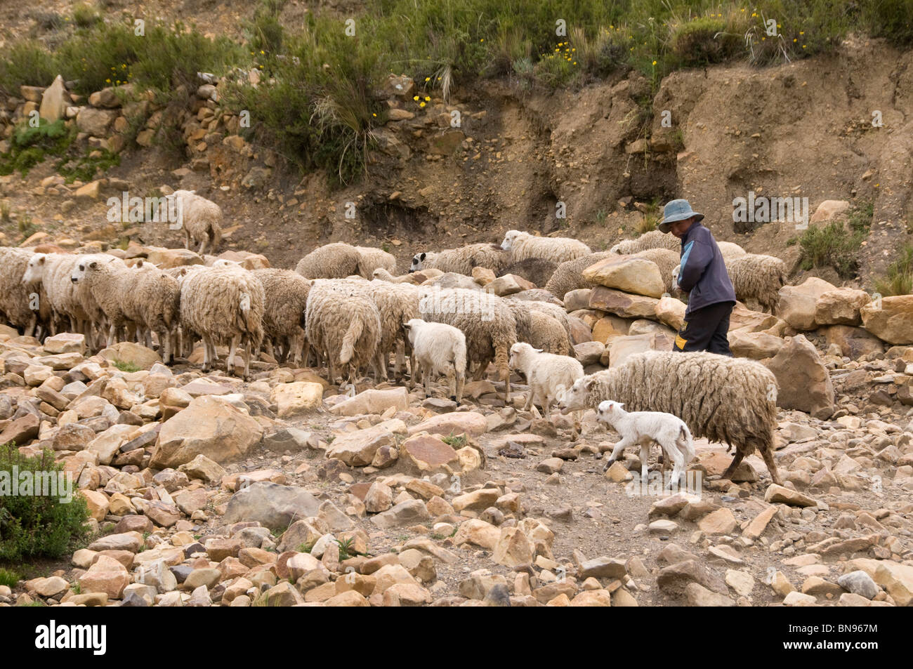Boy herding hi-res stock photography and images - Alamy