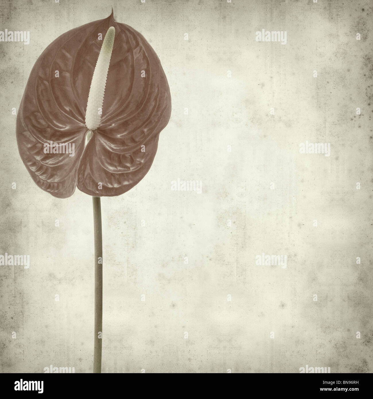 textured old paper background with exotic red anthurium flowers Stock ...