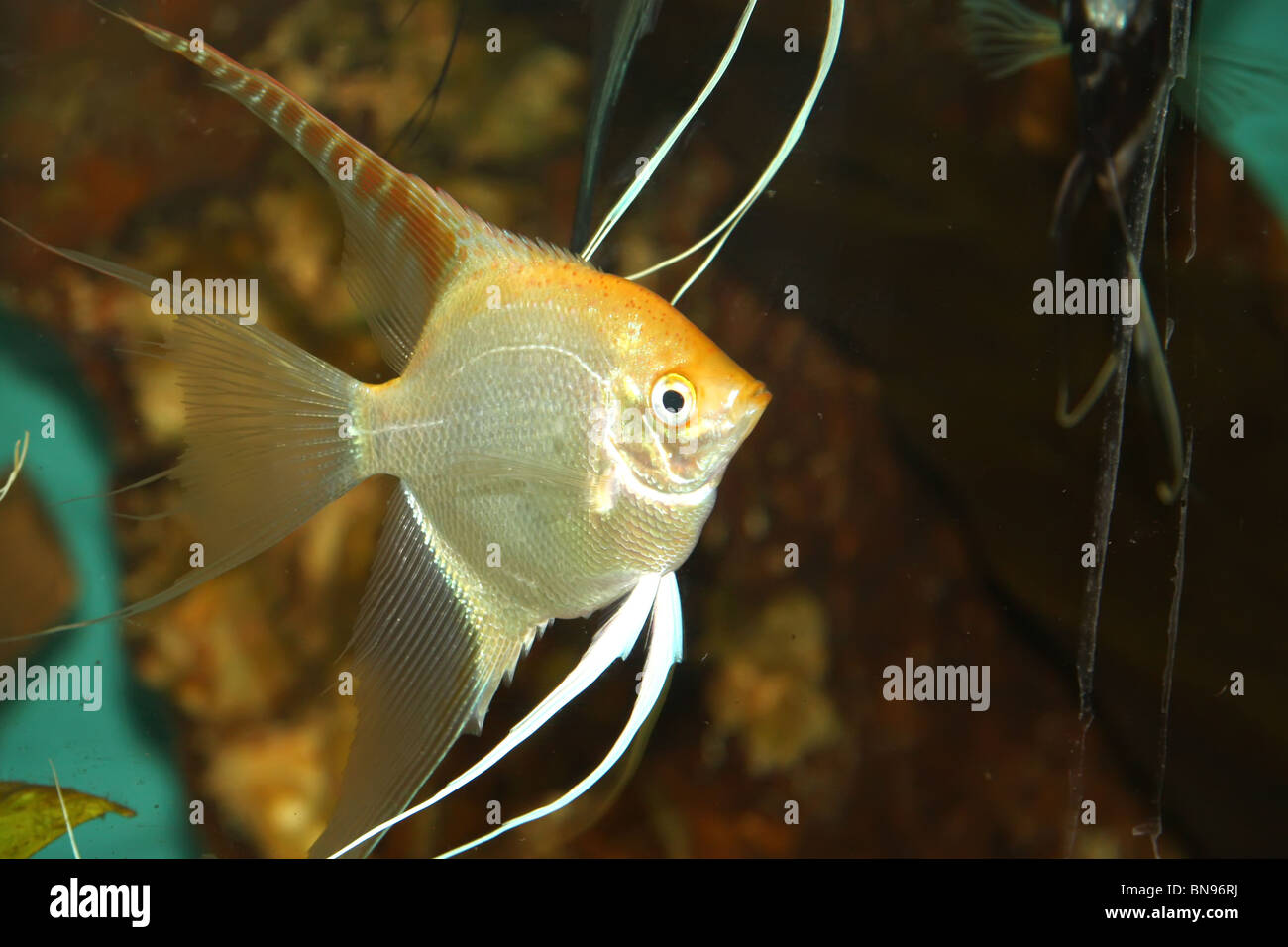 Fishbowl background hi-res stock photography and images - Alamy