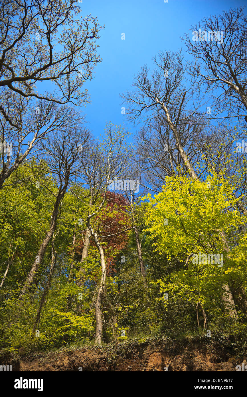Deciduous woodland ecosystem hi-res stock photography and images - Alamy