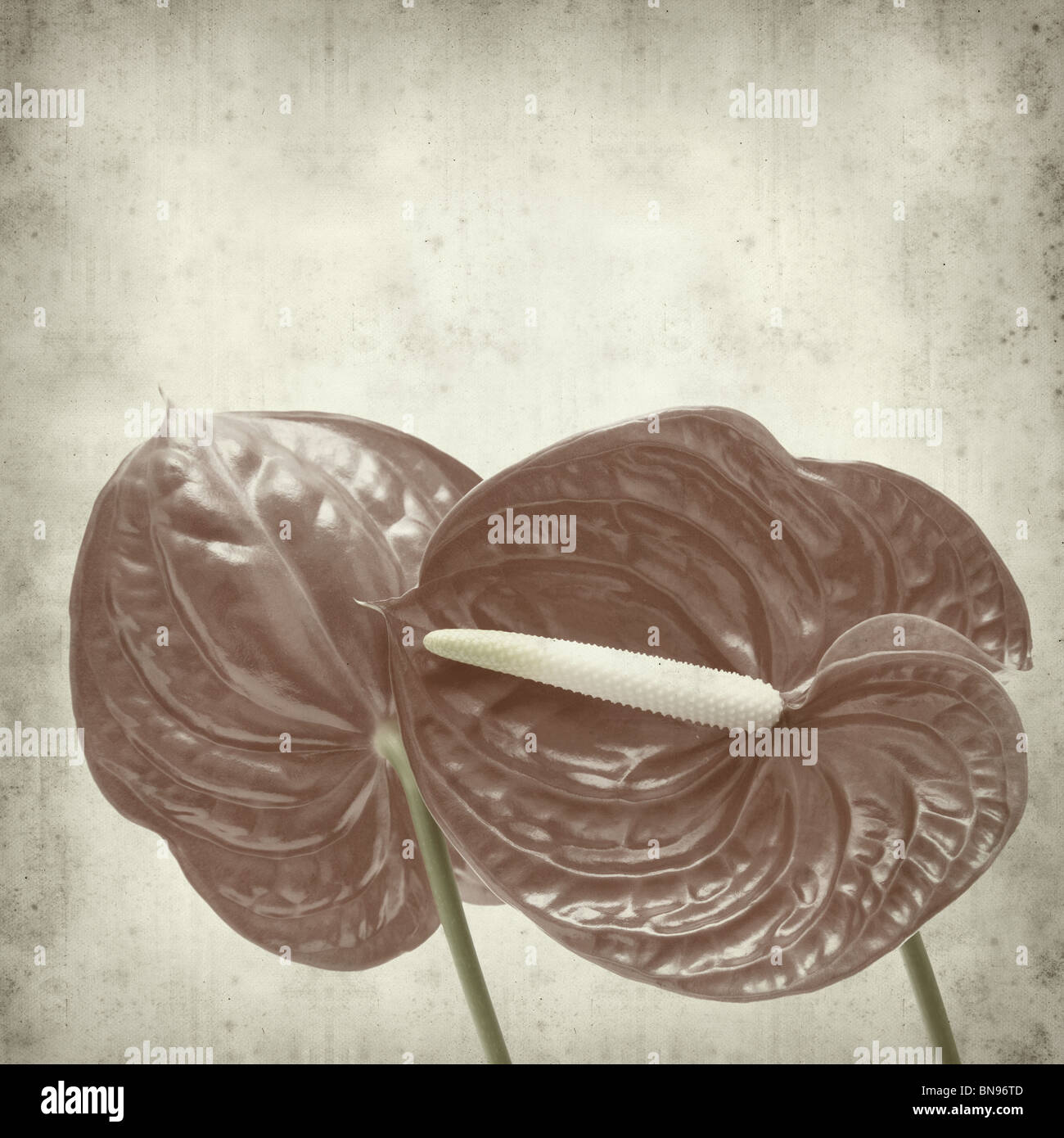 textured old paper background with exotic red anthurium flowers Stock ...
