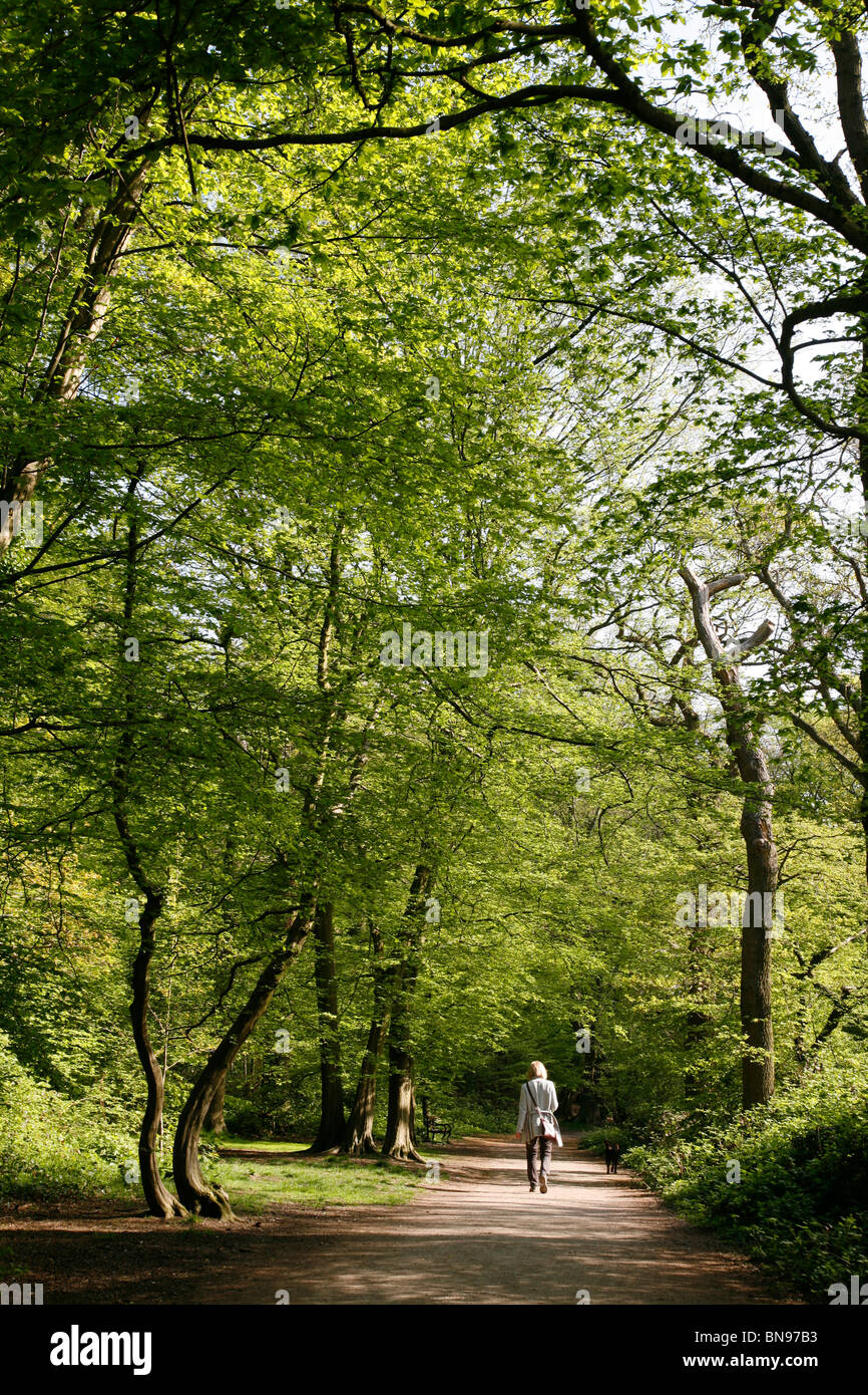 Highgate wood hi-res stock photography and images - Alamy