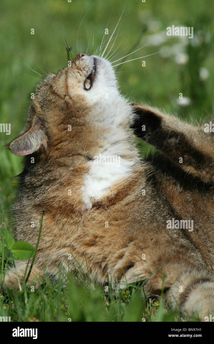 Cat tabby itching hi-res stock photography and images - Alamy