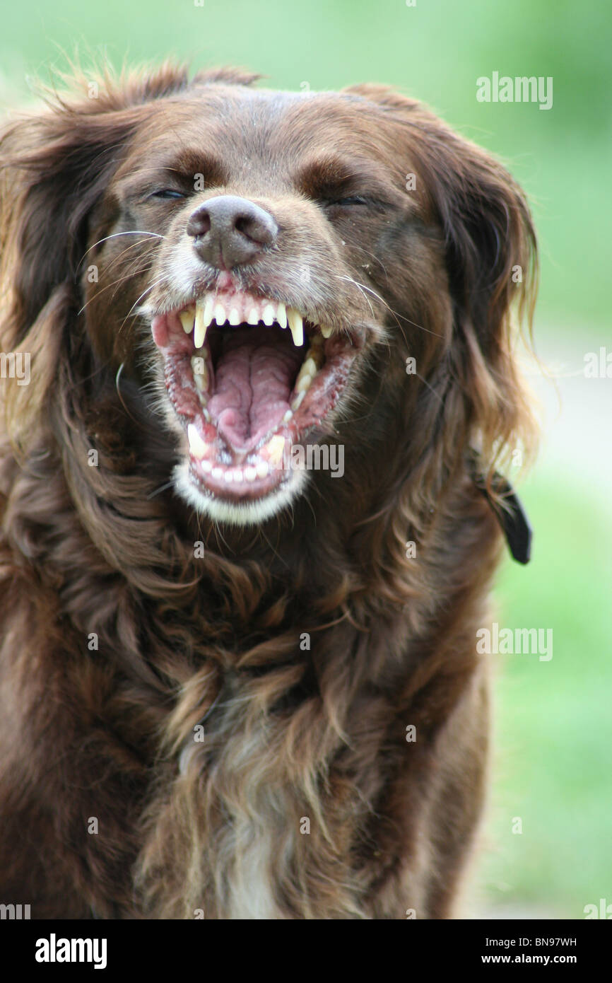 Snarling Dog Stock Photos & Snarling Dog Stock Images - Alamy