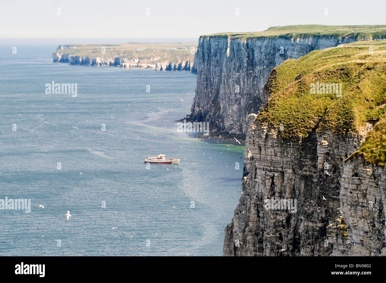 Bempton Cliffs nature reserve East Yorkshire England UK Stock Photo - Alamy