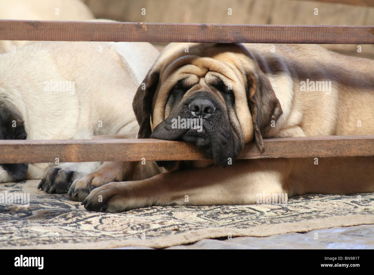Old English Mastiff Stock Photo - Alamy