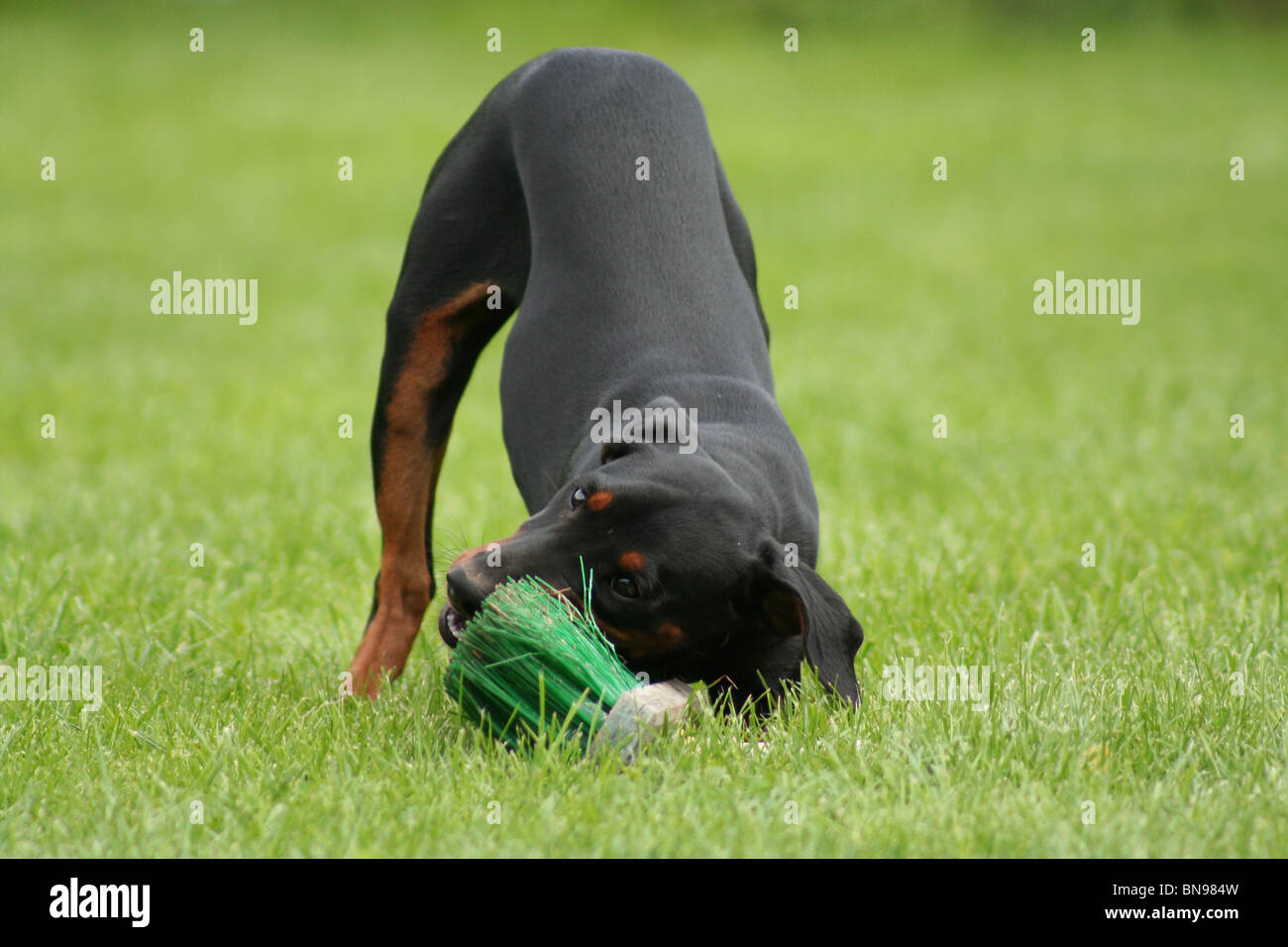German broom hi-res stock photography and images - Alamy