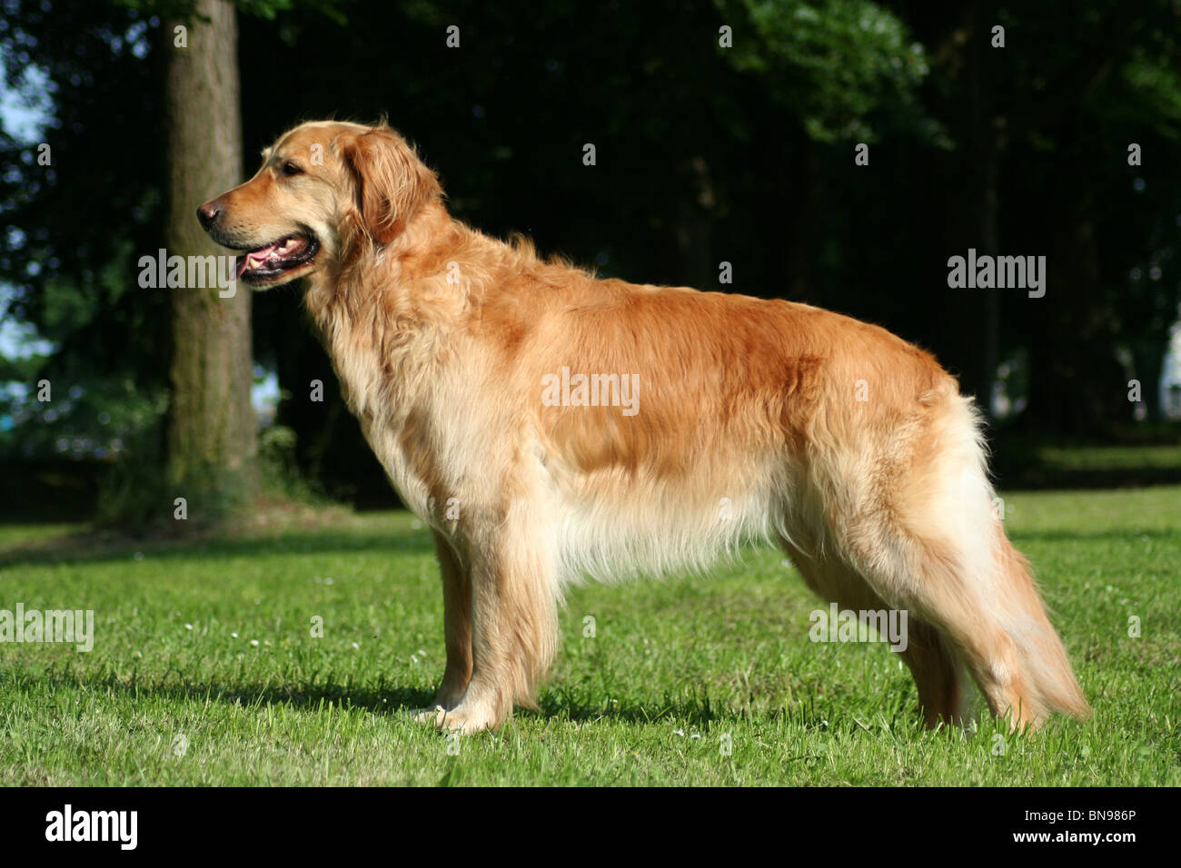 standing Golden Retriever Stock Photo - Alamy