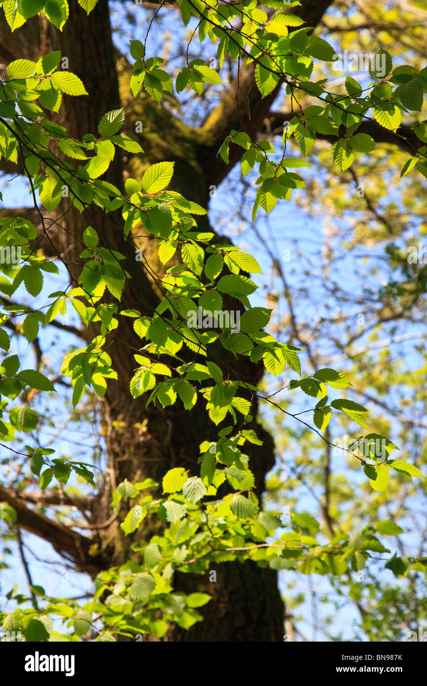 Bright new Hazel leaves against a tree trunk background with blue sky ...