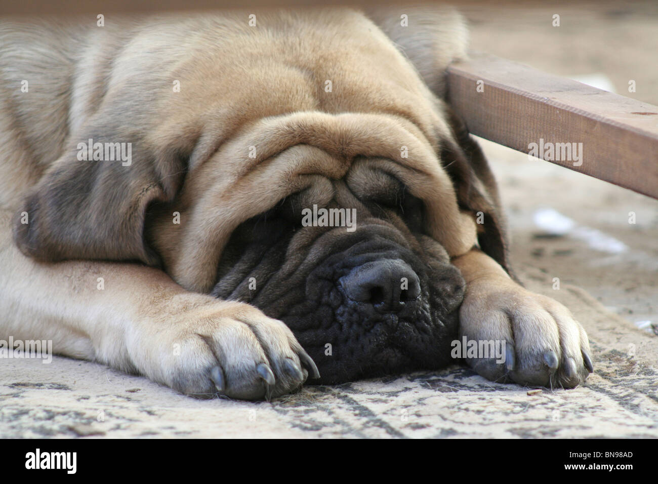 English mastiff side view hi-res stock photography and images - Alamy