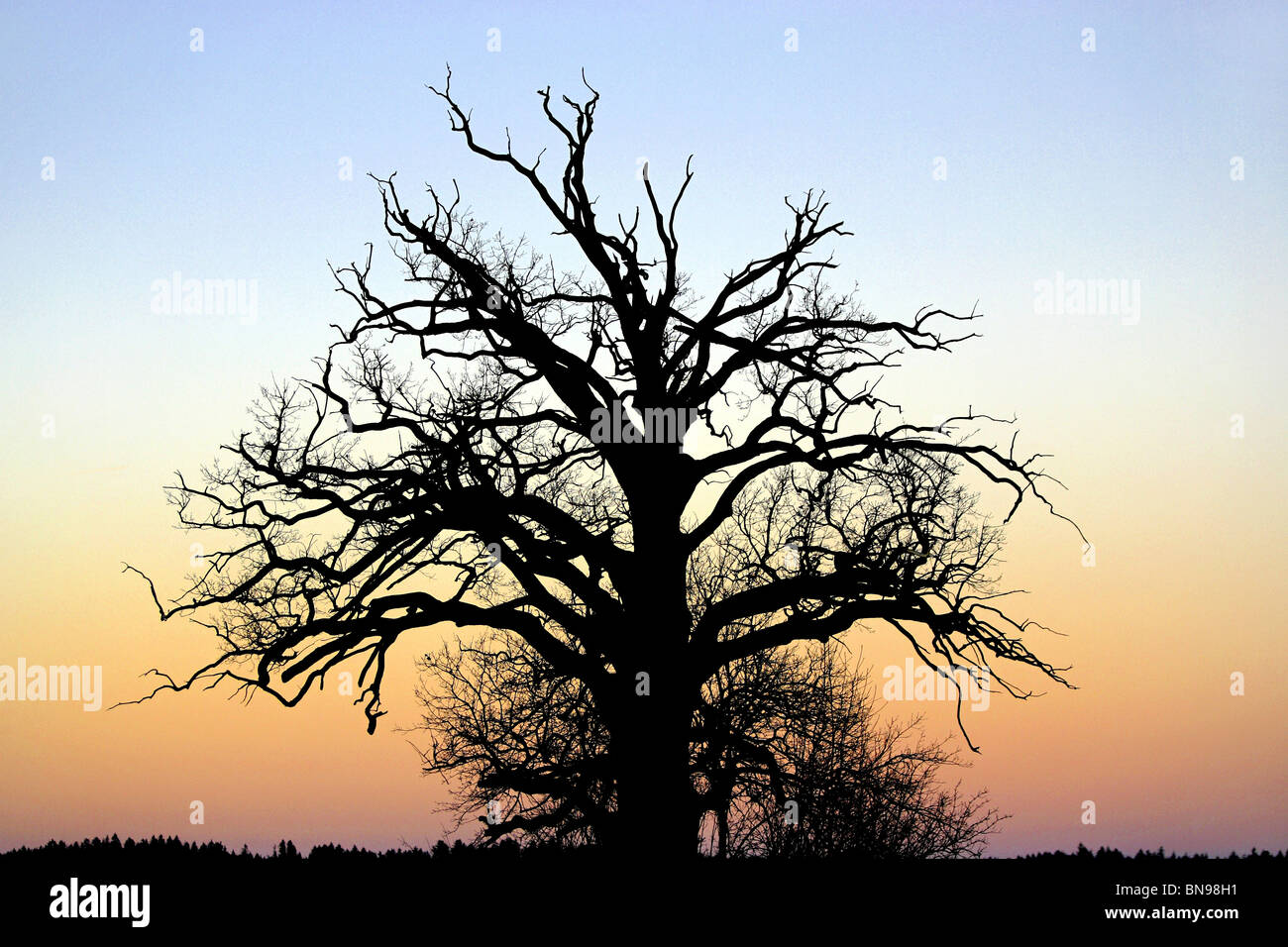 Oak Tree without Leaves in Winter Light Germany Stock Photo - Alamy