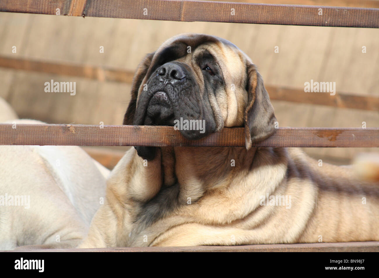 Old English Mastiff Stock Photo - Alamy