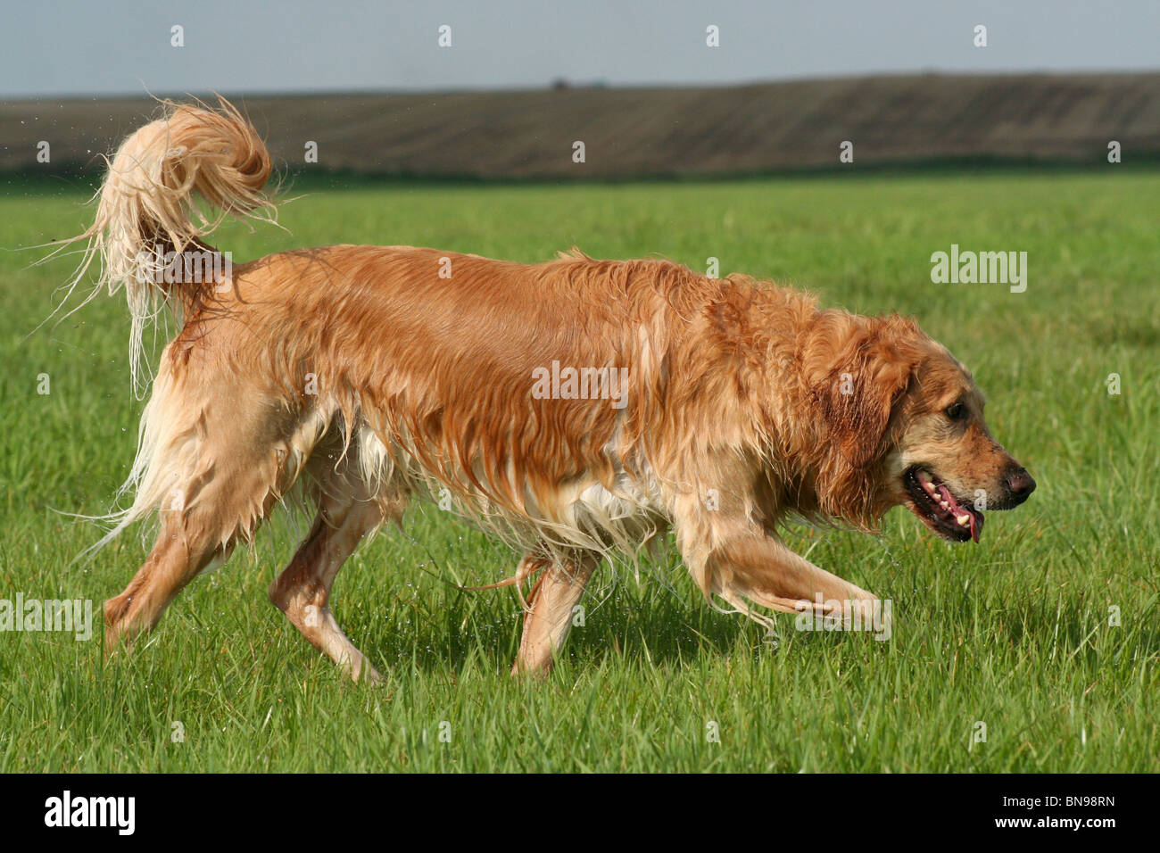 running Golden Retriever Stock Photo - Alamy