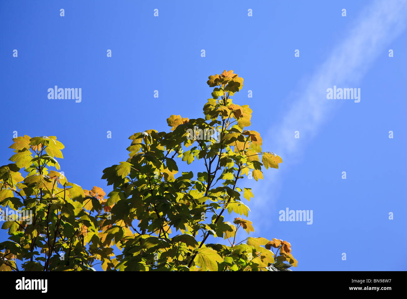 Young Sycamore leaves against a blue sky Stock Photo - Alamy