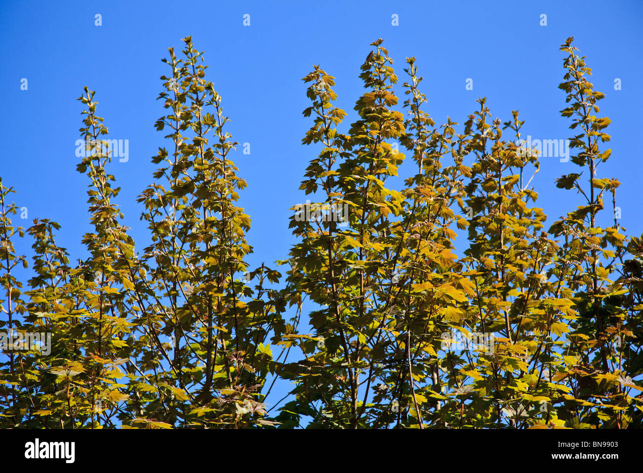 Sycamore trees sky hi-res stock photography and images - Alamy