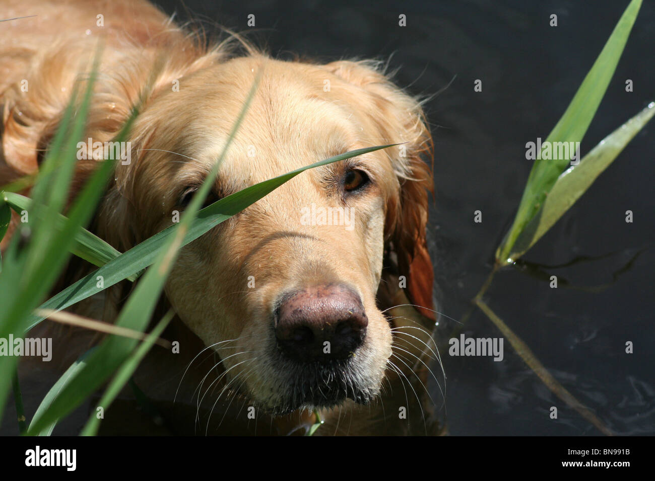 Golden Retriever in water Stock Photo - Alamy