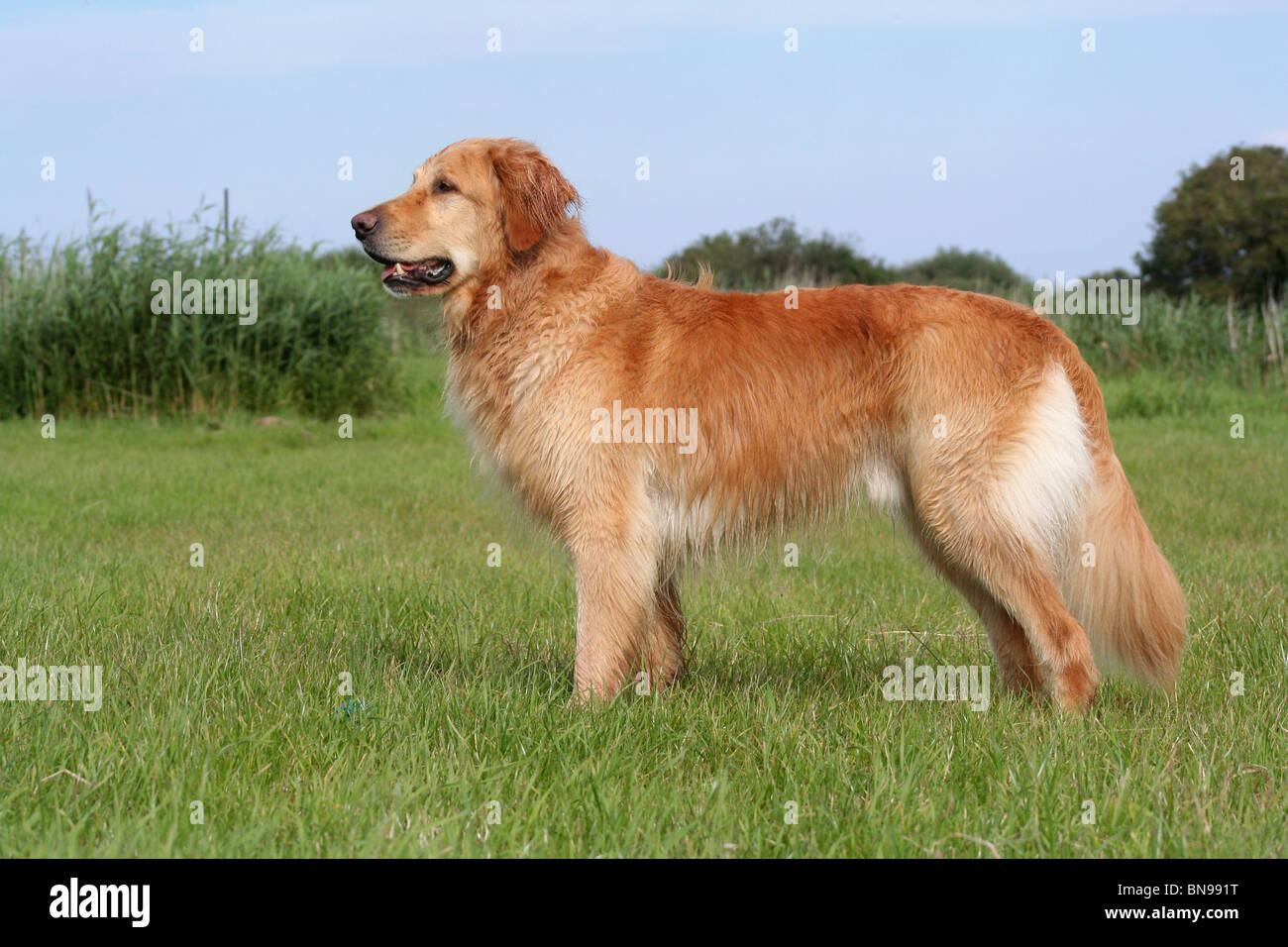 standing Golden Retriever Stock Photo - Alamy