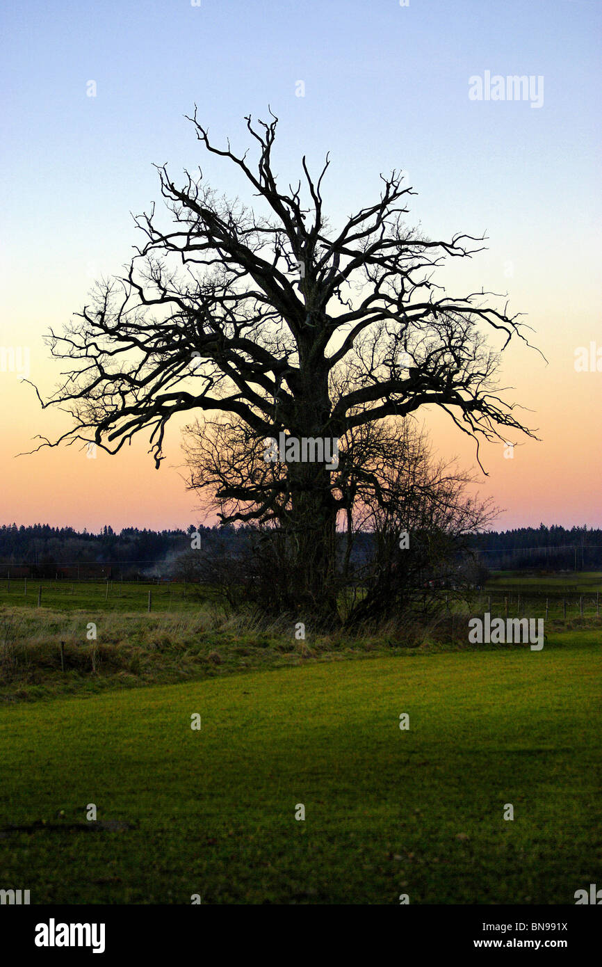 Tree without leaves hi-res stock photography and images - Alamy