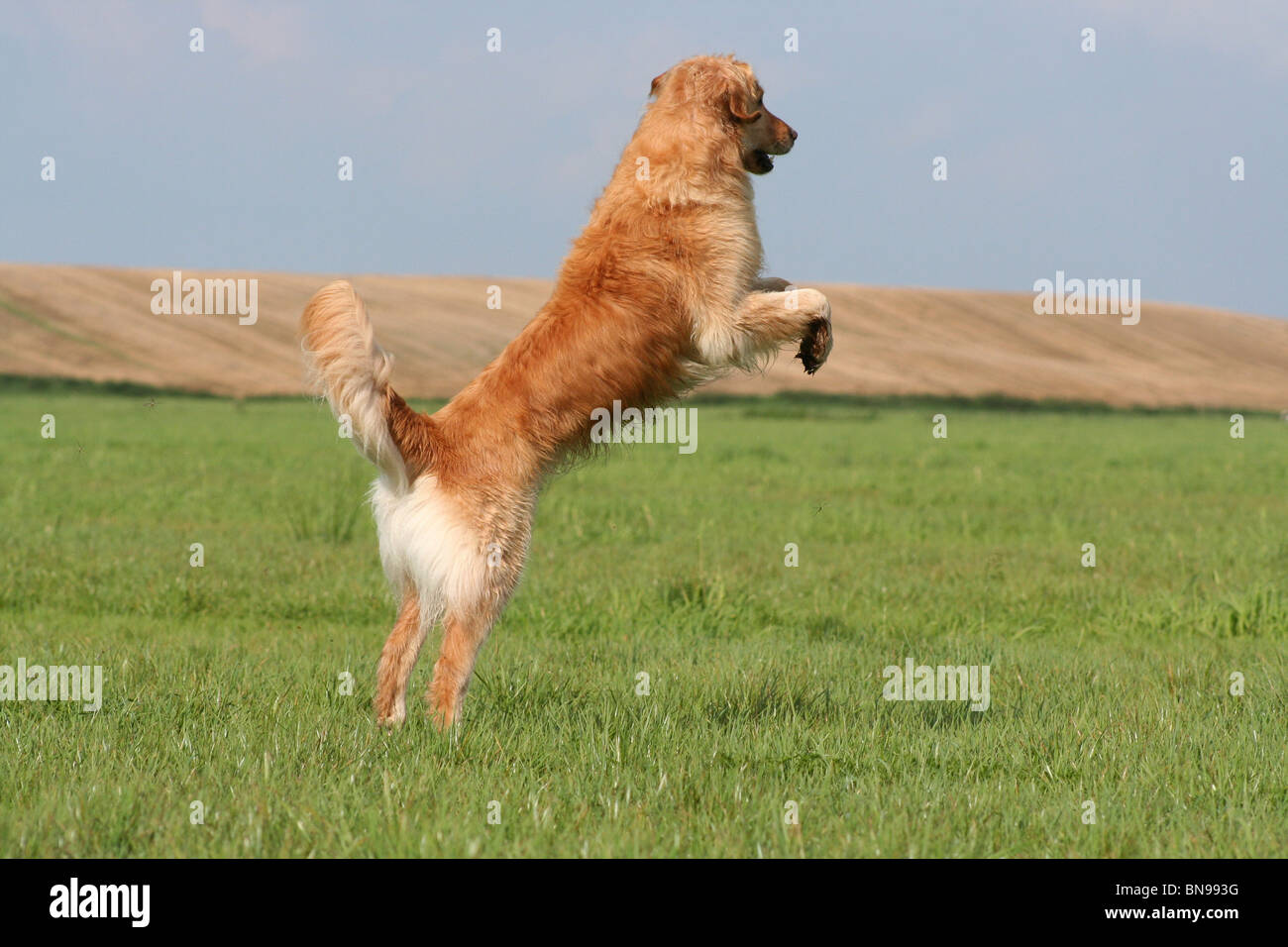 running Golden Retriever Stock Photo - Alamy