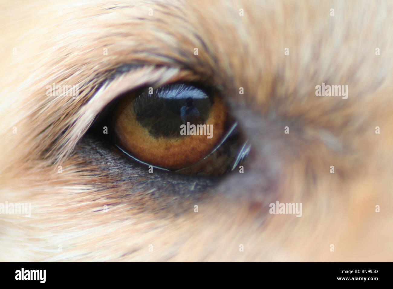 Dog eye hi-res stock photography and images - Alamy